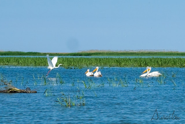 Delta del Danubio, un paraíso de naturaleza en Rumania.