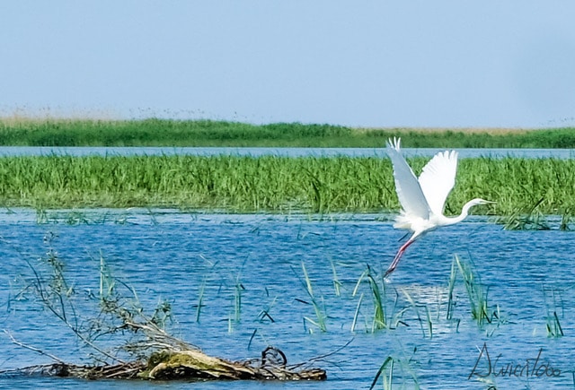 Delta del Danubio, un paraíso de naturaleza en Rumania.
